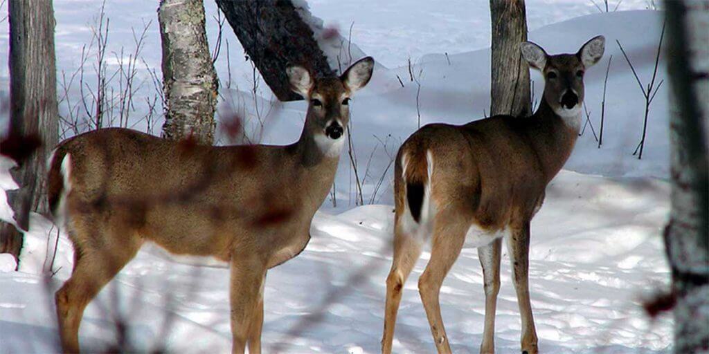 Gunflint Trail MN | North Shore Visitor