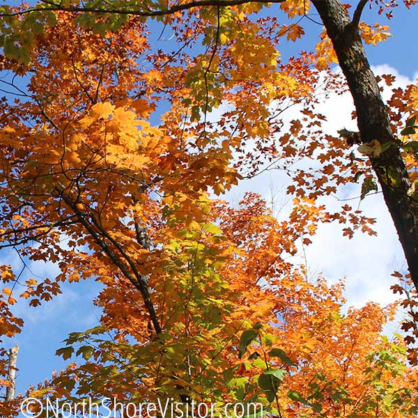 See Fall Colors North Shore MN % | North Shore Visitor