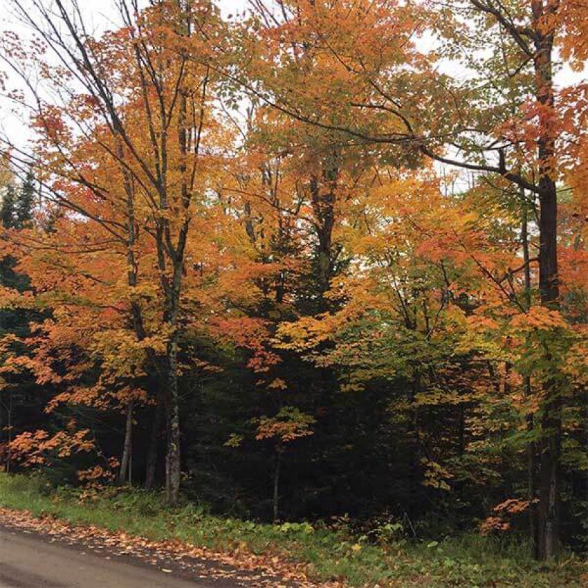 North Shore Fall Colors | North Shore Visitor